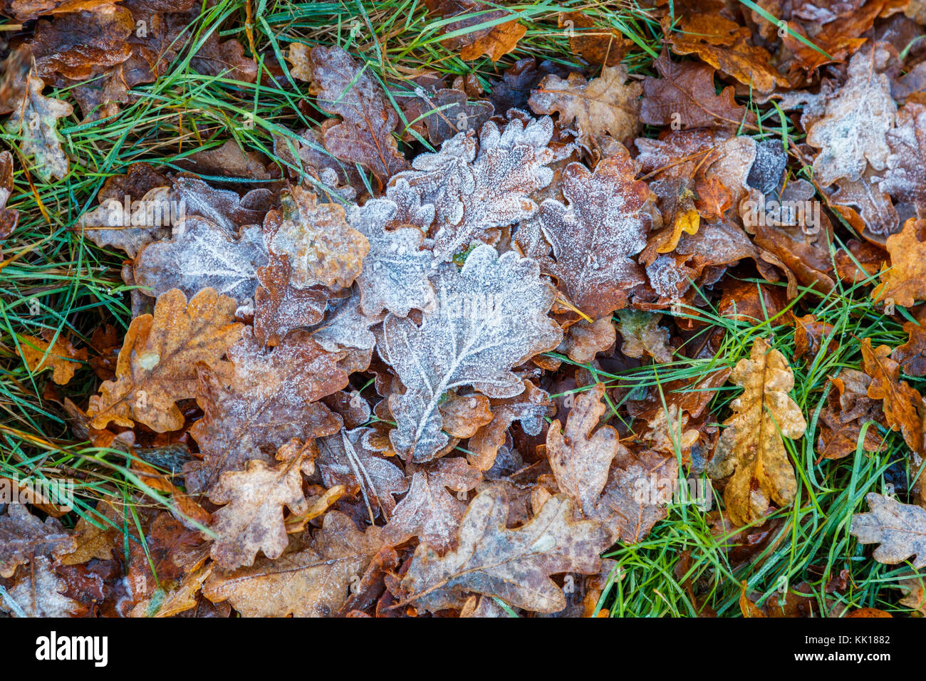 Oak tree late winter hi-res stock photography and images - Alamy