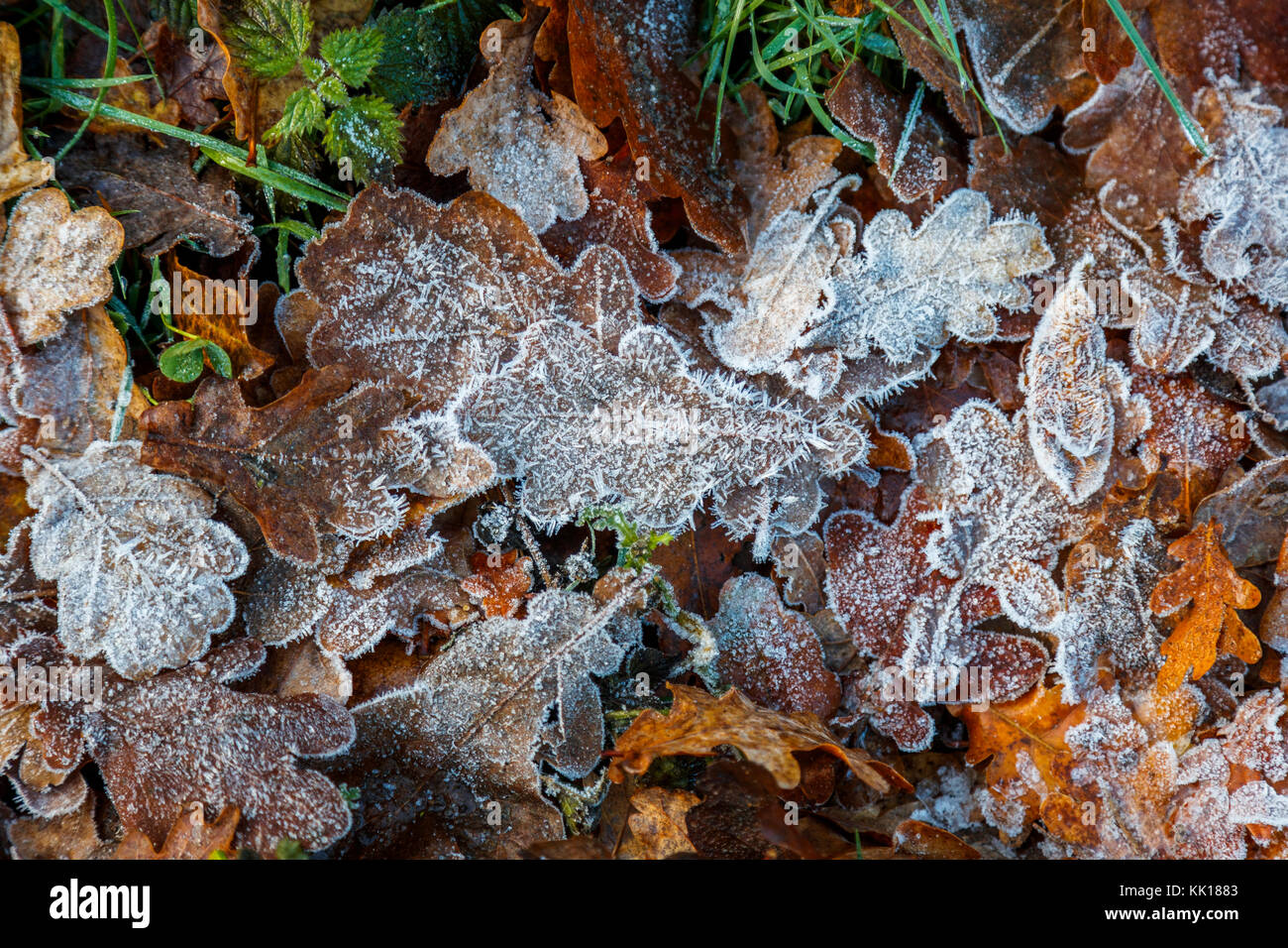 Cold weather & nature: Fallen icy, frosty oak leaves close up with ...