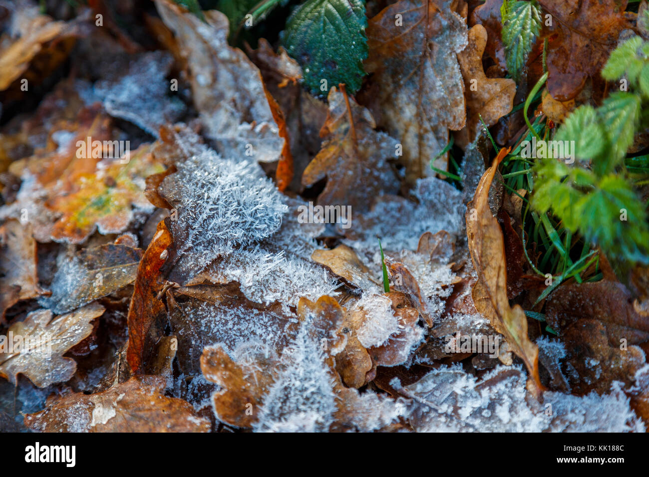 Cold weather & nature: Fallen icy, frosty oak leaves close up with ...