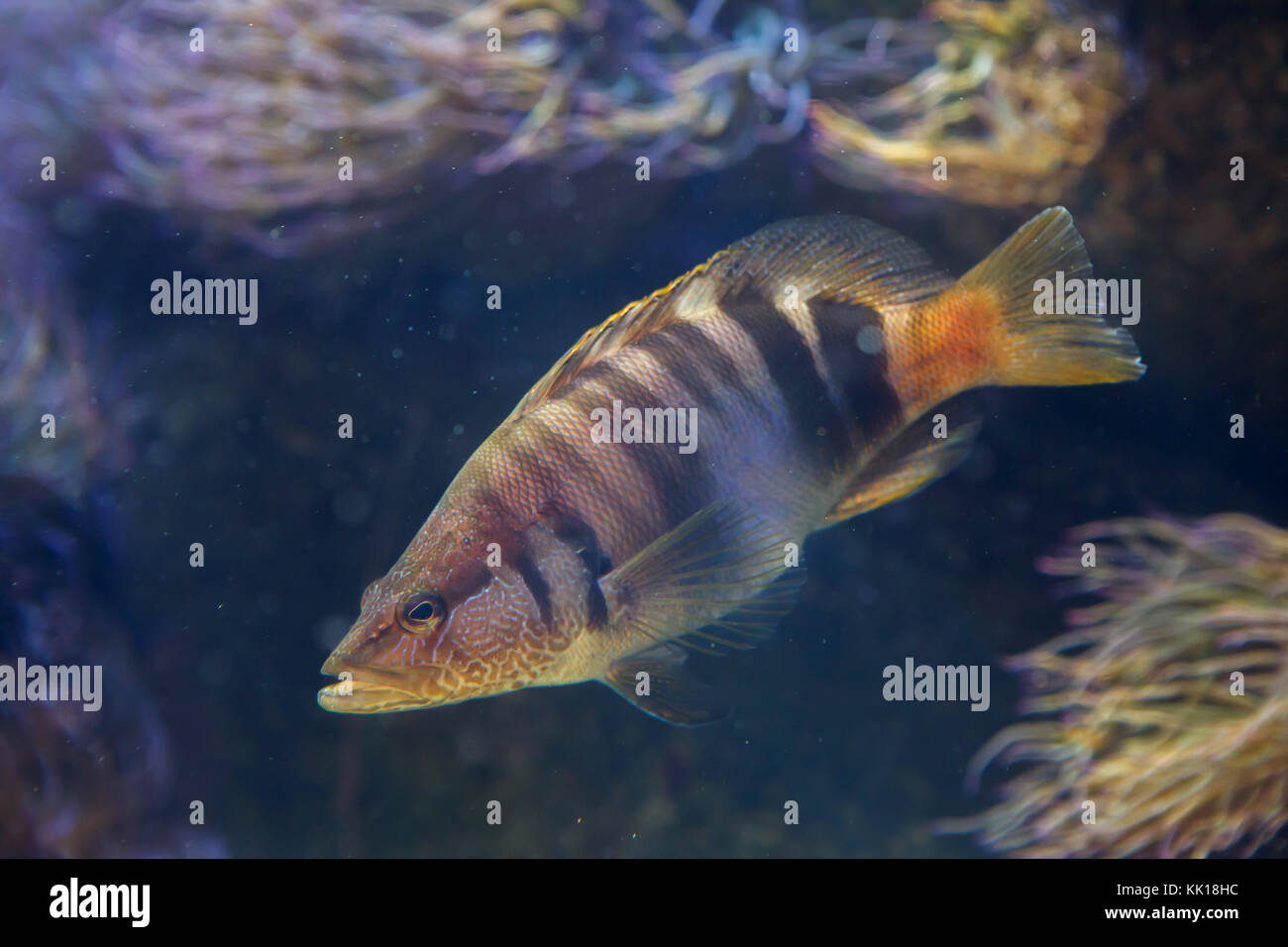 Subtropical fish hi-res stock photography and images - Alamy