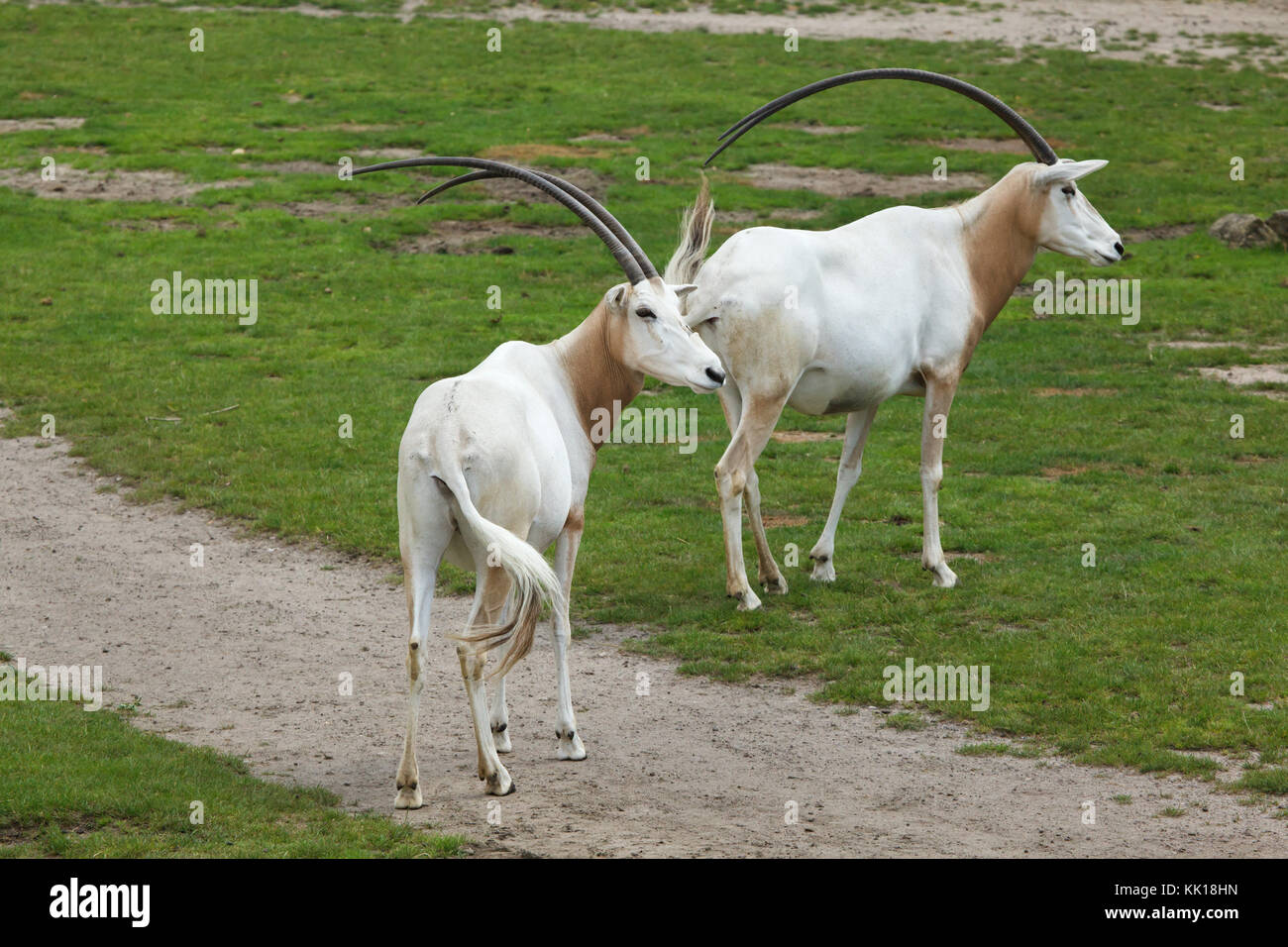 Scimitar oryx (Oryx dammah), also known as the Sahara oryx or scimitar ...