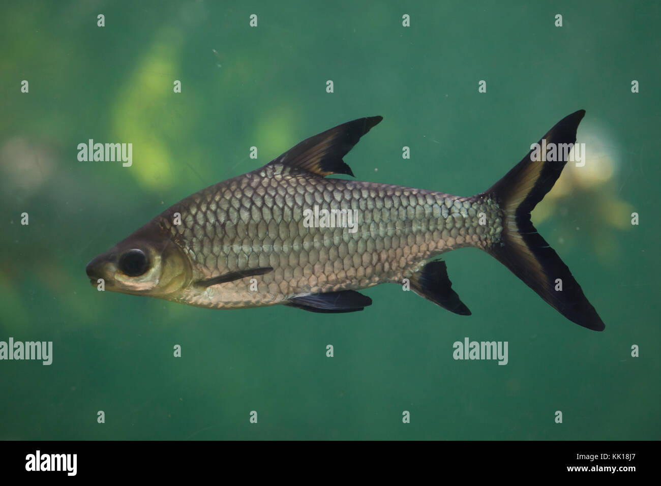 Silver sharkminnow hi-res stock photography and images - Alamy