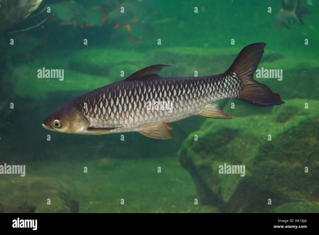Hoven's carp (Leptobarbus hoevenii), also known as the mad barb or ...