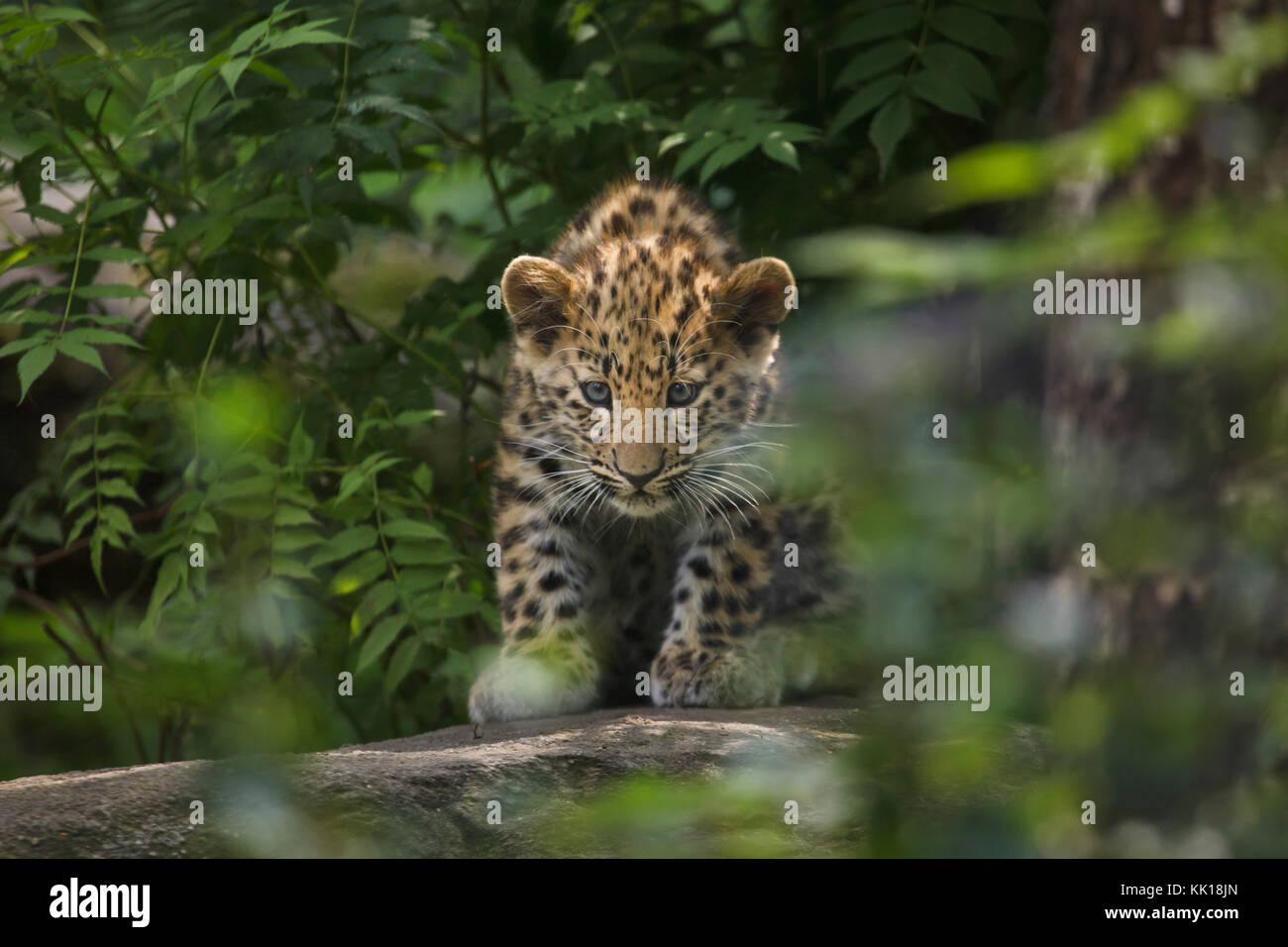Three-month-old Amur leopard (Panthera pardus orientalis) at Leipzig ...