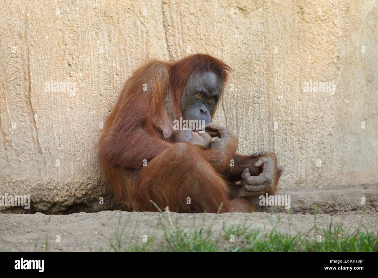 Baby orangutan pongo abelii hi-res stock photography and images - Alamy