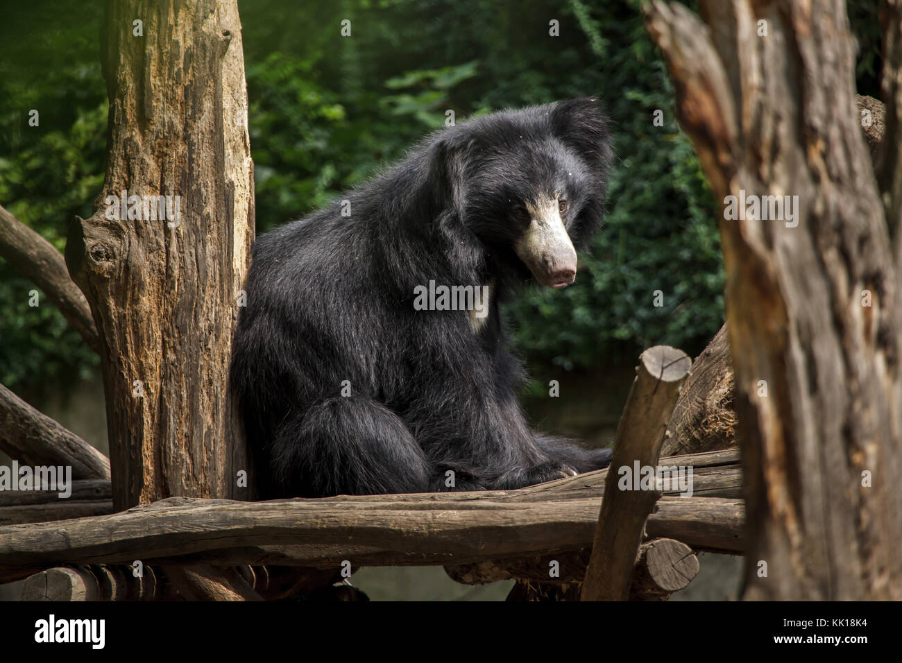 Indian sloth bear (Melursus ursinus ursinus), also known as the common ...