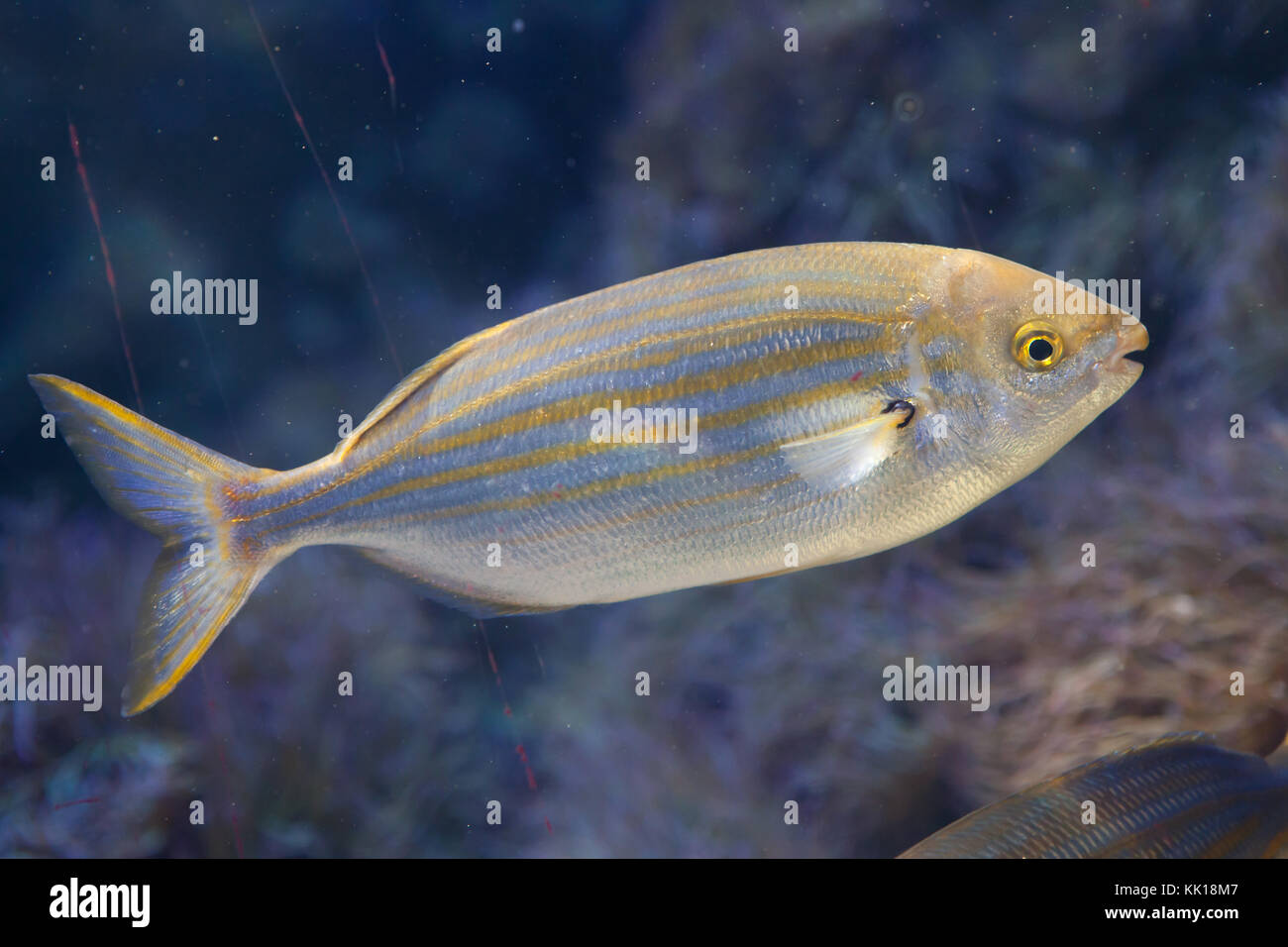 Salema porgy fish (Sarpa salpa Stock Photo - Alamy