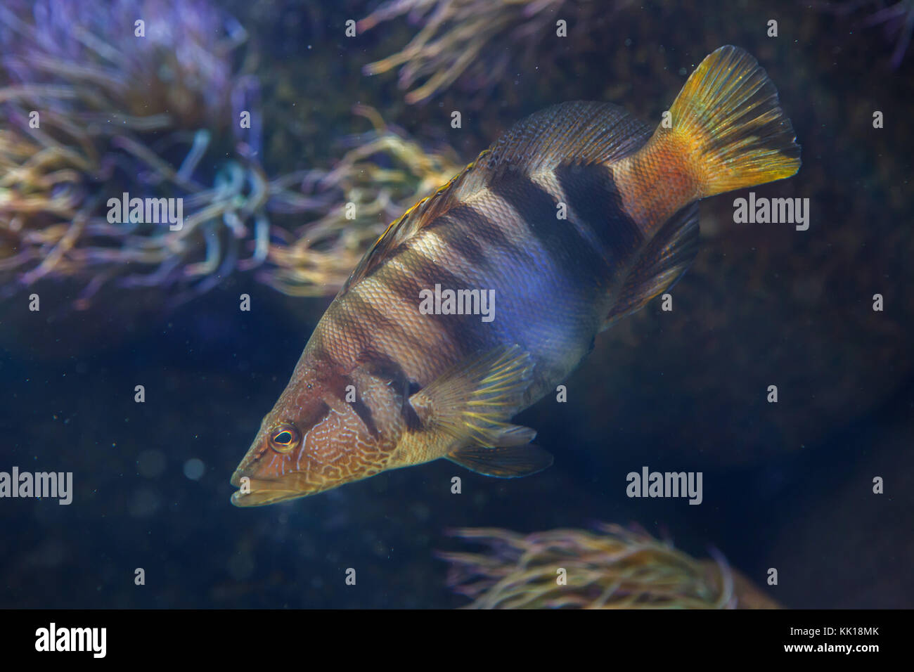 Painted comber (Serranus scriba). Tropical fish Stock Photo - Alamy