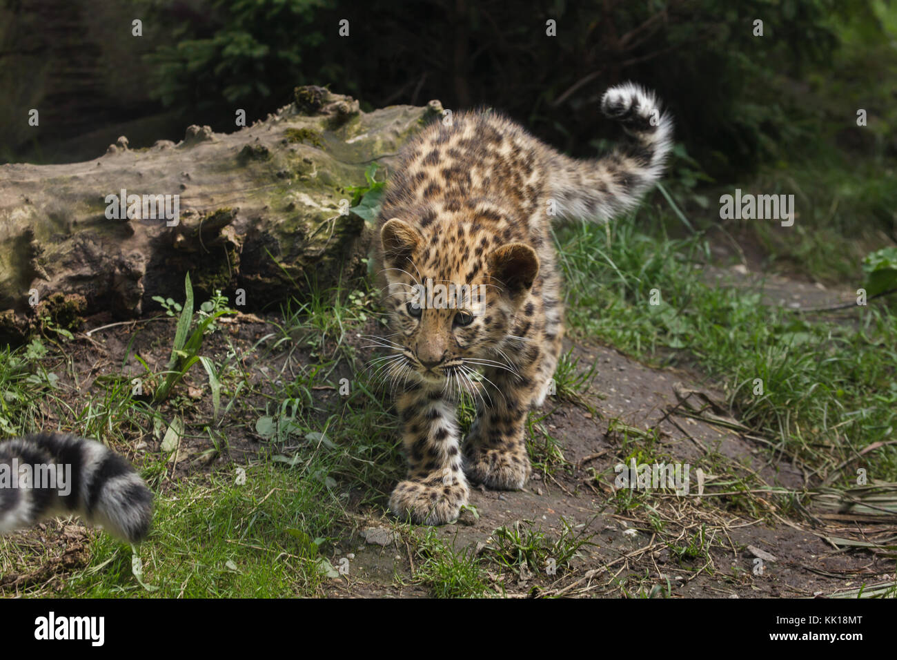 Three-month-old Amur leopard (Panthera pardus orientalis) at Leipzig ...