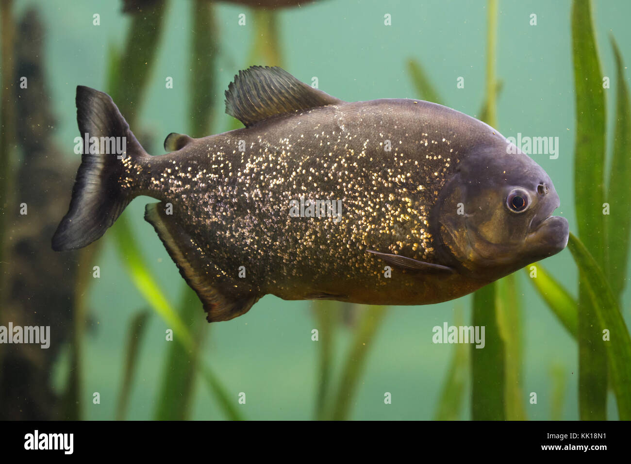Red piranha (Pygocentrus nattereri), also known as the red-bellied ...