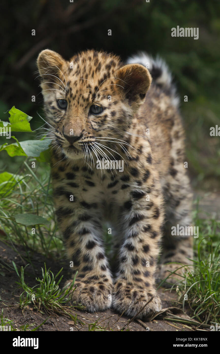 Three-month-old Amur leopard (Panthera pardus orientalis) at Leipzig ...