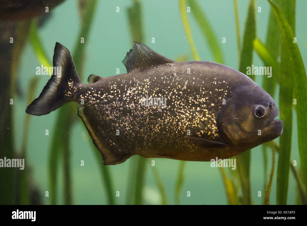 Red piranha (Pygocentrus nattereri), also known as the red-bellied ...