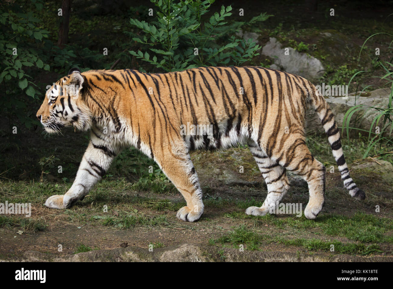 Siberian tiger (Panthera tigris altaica), also known as the Amur tiger ...