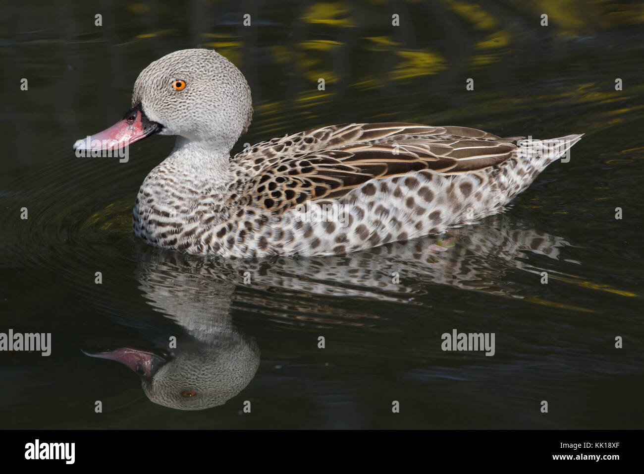 Cape teal (Anas capensis Stock Photo - Alamy