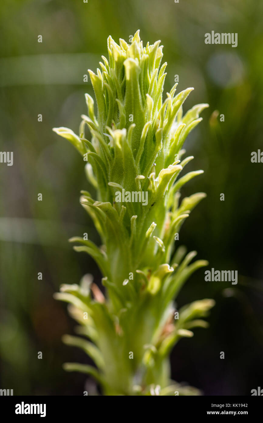 A wild Sulphur Indian paintbrush flower blooms during spring at the ...