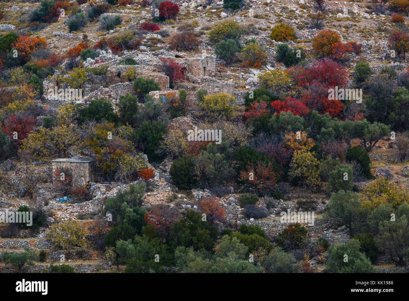 View of gardens with autumn colours near Anavatos village on Chios ...