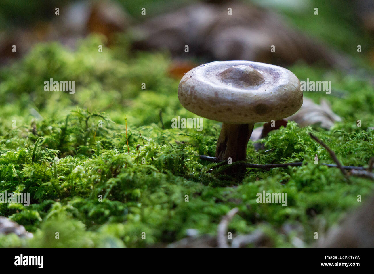 Mushroom growing in a moss patch on the forest floor Stock Photo - Alamy