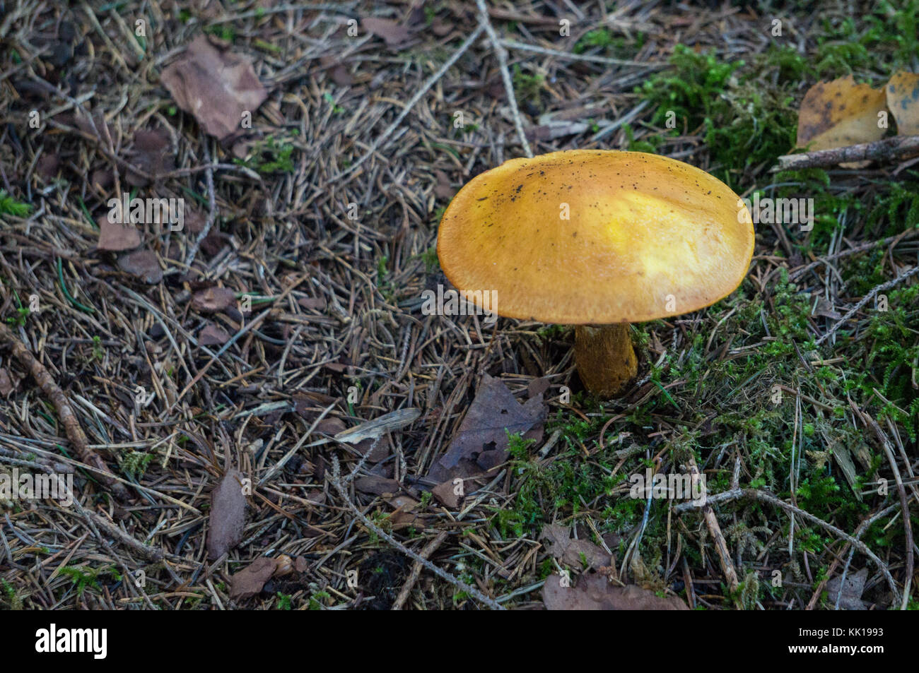Alpine fungi hi-res stock photography and images - Alamy