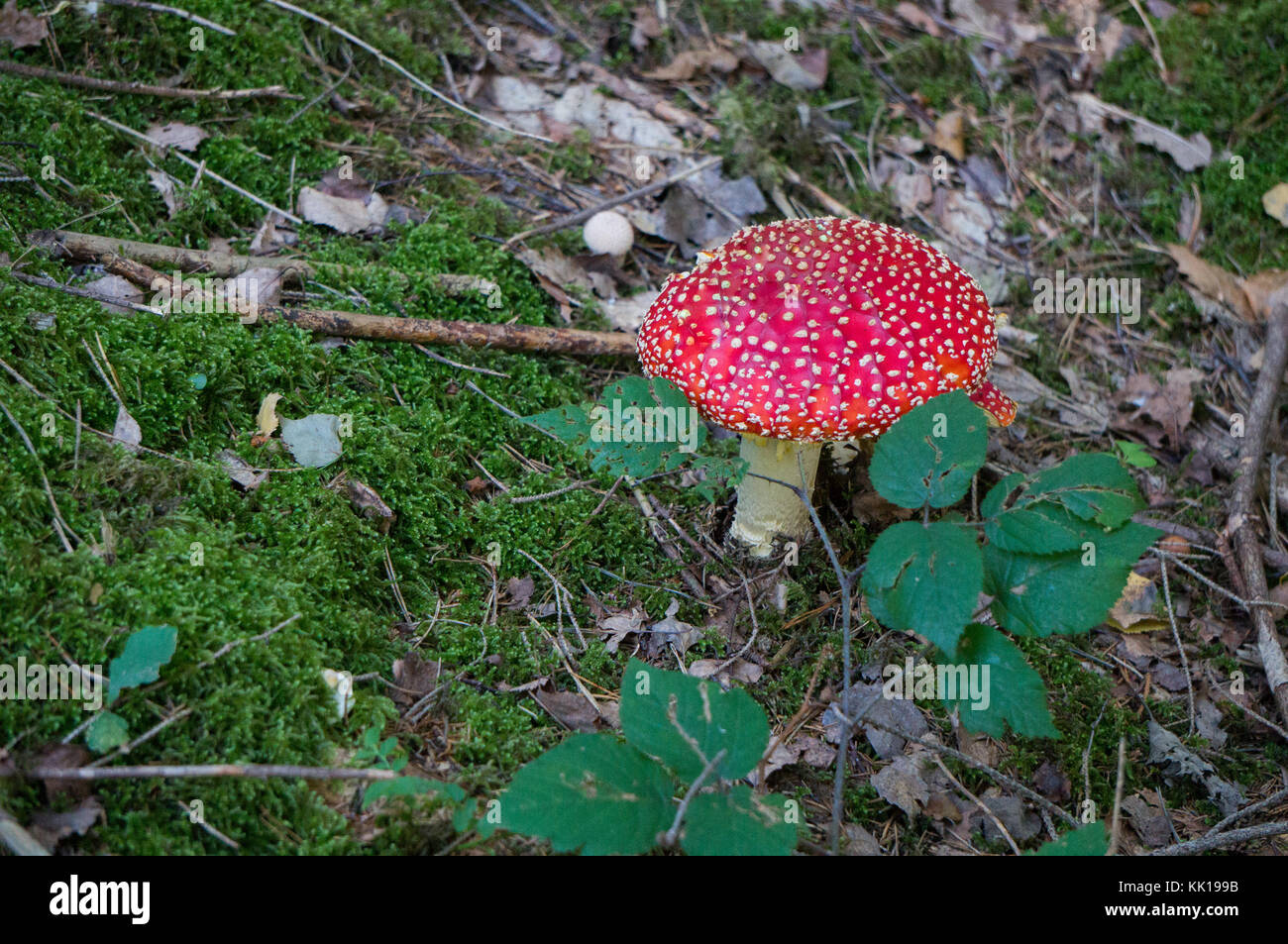 Inedible red capped mushroom on the forest floor Stock Photo - Alamy