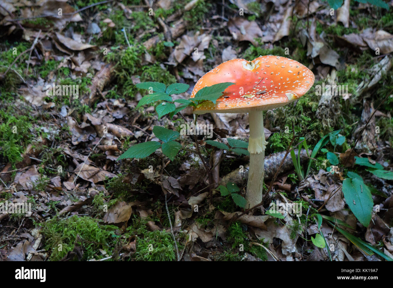 Red capped mushroom growing in an Austrian forest in autumn Stock Photo ...