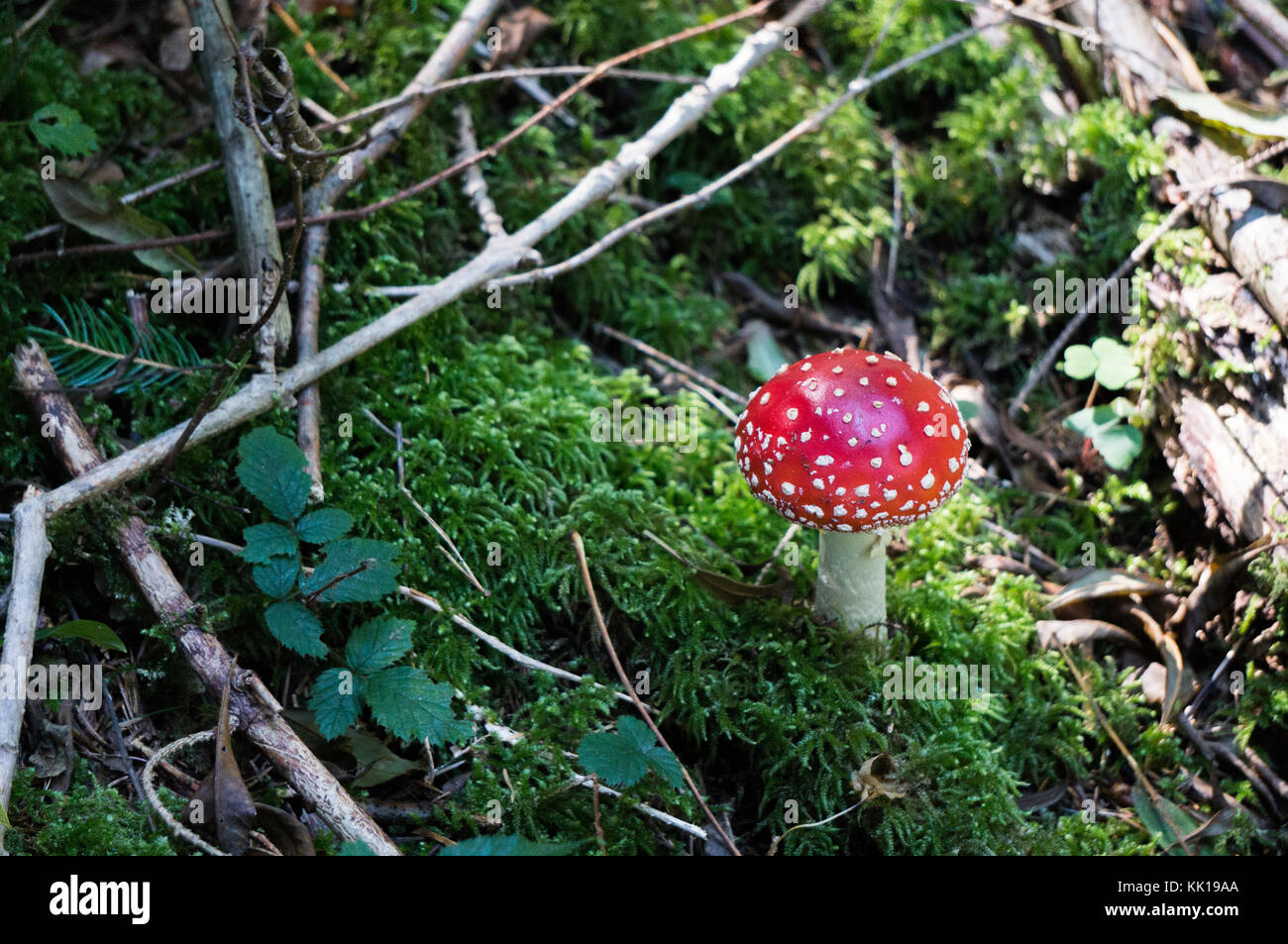 Red capped mushroom growing in a moss patch on the forest floor Stock ...