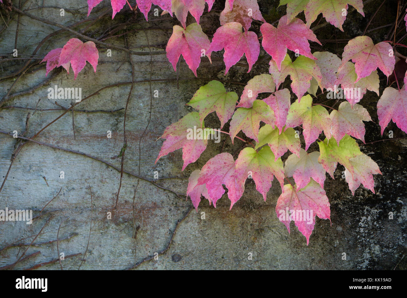 Beautiful leaves changing color in autumn Stock Photo - Alamy