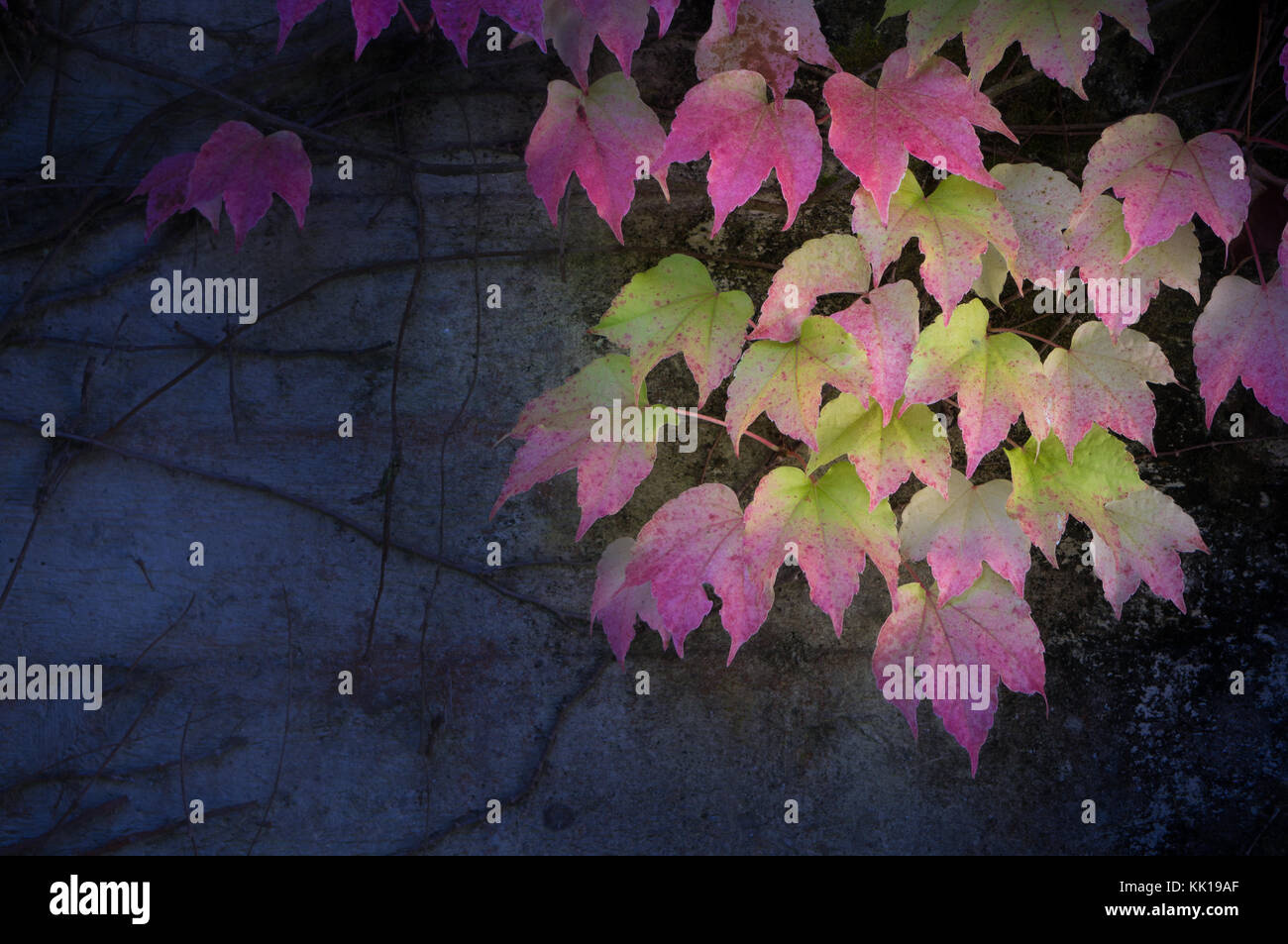 Vine leaves in autumn colors with darkened background Stock Photo - Alamy