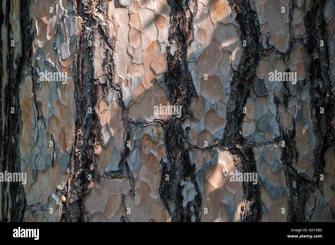 Pine tree bark with large cracks Stock Photo - Alamy