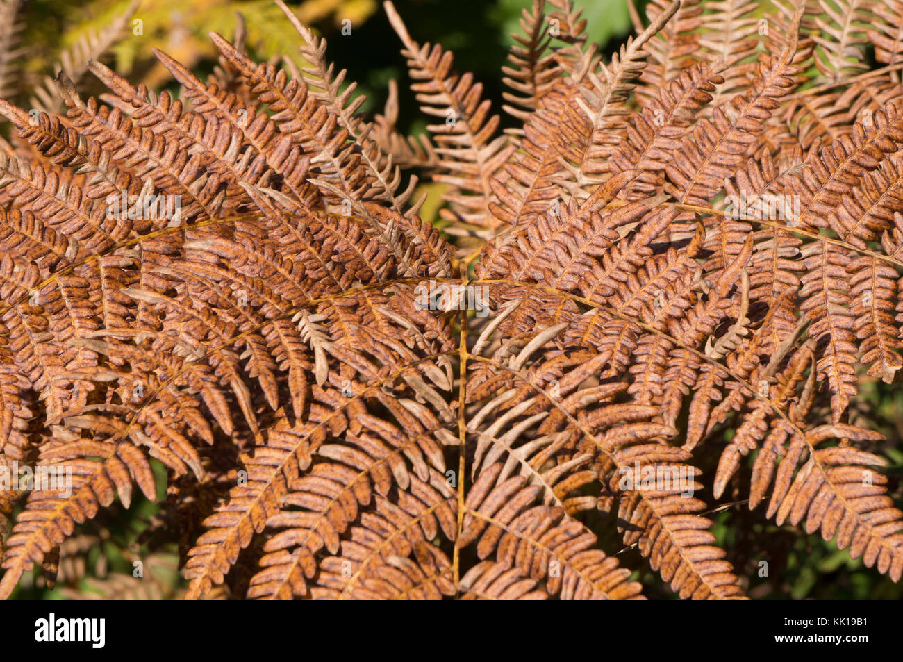 Withered bracken hi-res stock photography and images - Alamy