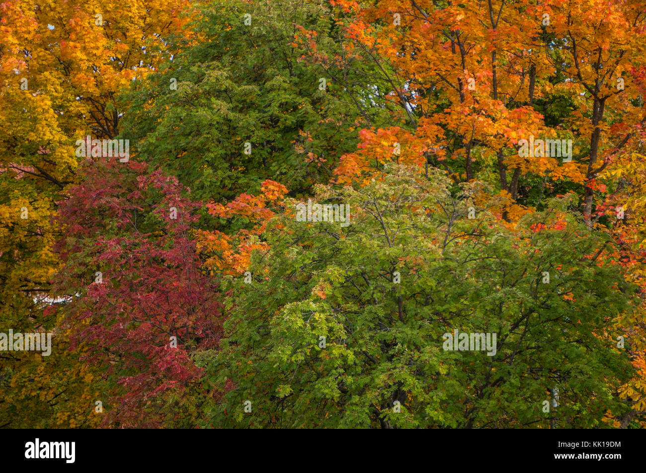 Beautiful autumn colors in tree canopy Stock Photo - Alamy