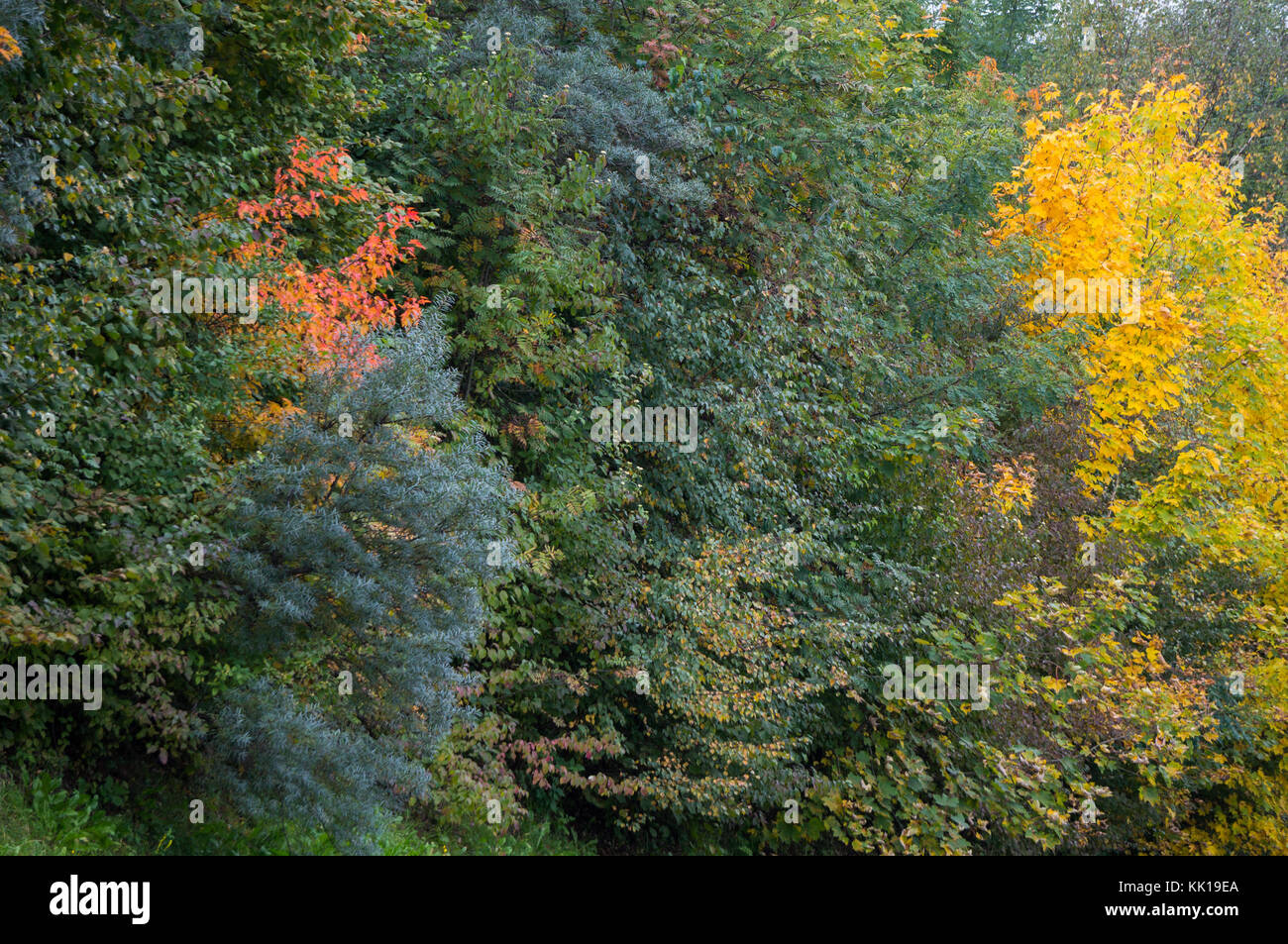 Various autumn colors in the foliage of different trees Stock Photo - Alamy