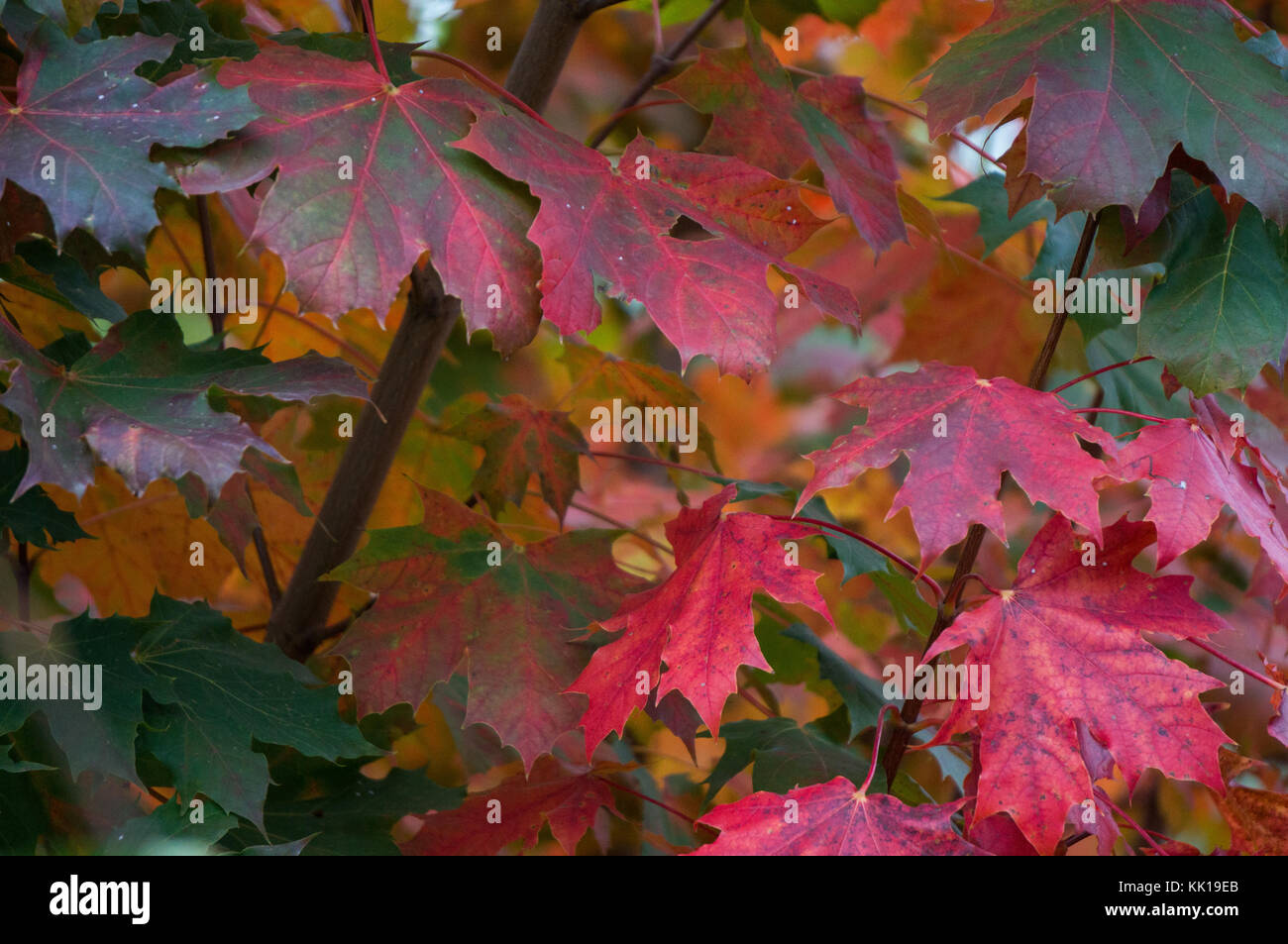 Green leaves in the process of turning red Stock Photo - Alamy