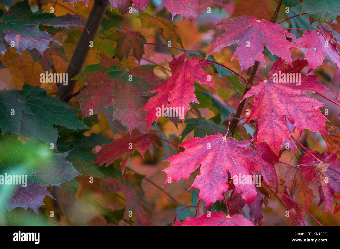 Leaves turning red with the arrival of autumn Stock Photo - Alamy