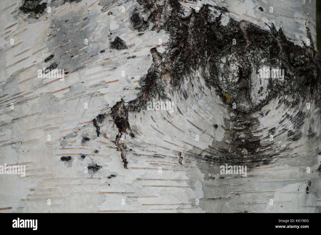 Eye shape pattern in the bark of a birch tree Stock Photo - Alamy