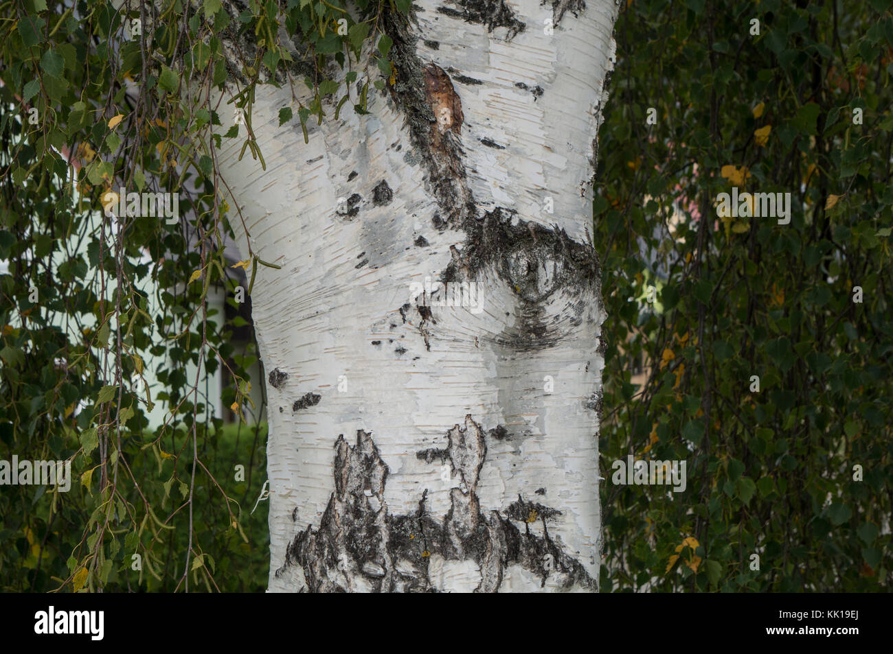 An eye pattern formed in the bark of a birch tree Stock Photo - Alamy