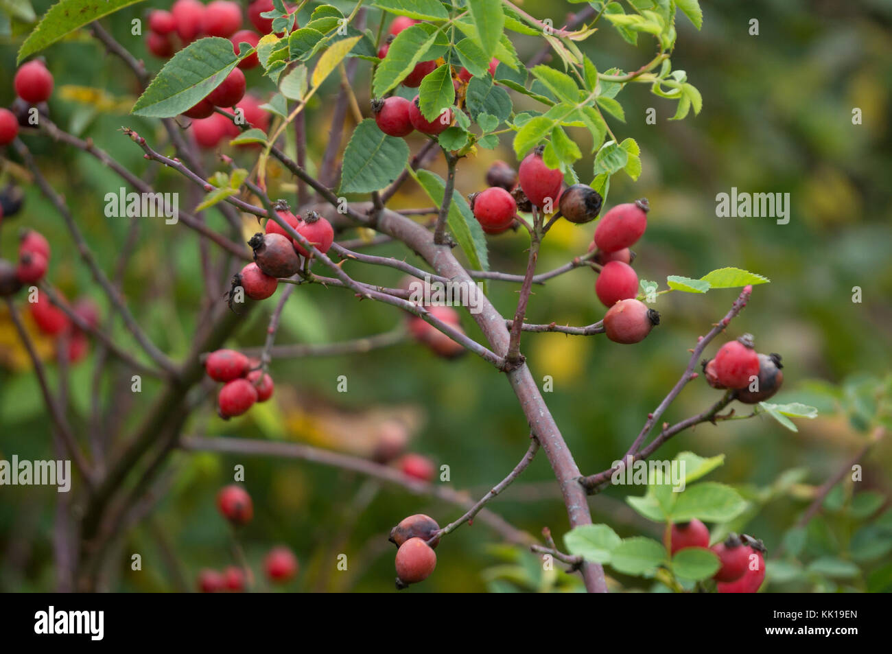 Withered brier fruits (dogberry Stock Photo - Alamy