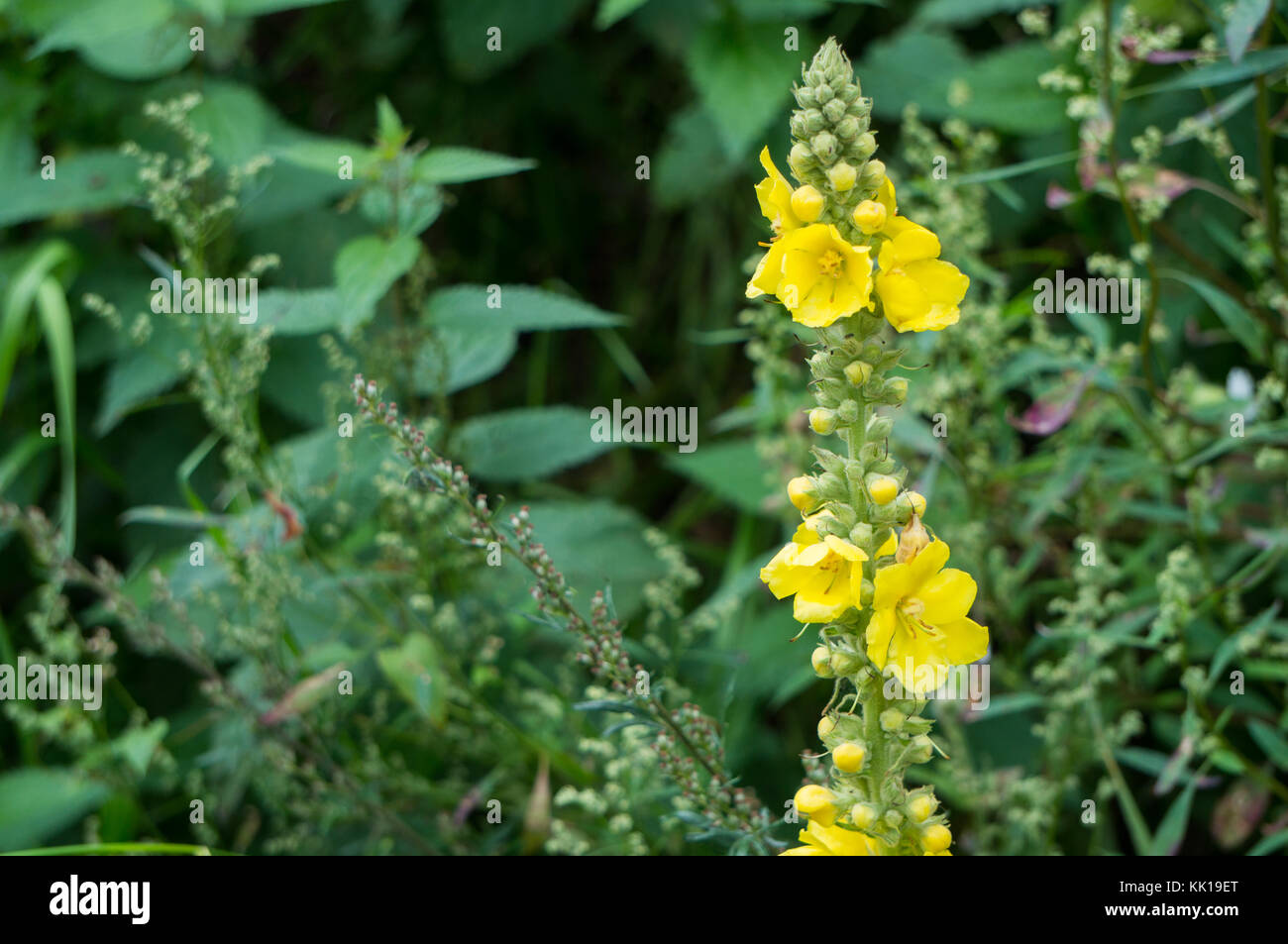Yellow flower with stinging nettle in the background Stock Photo - Alamy
