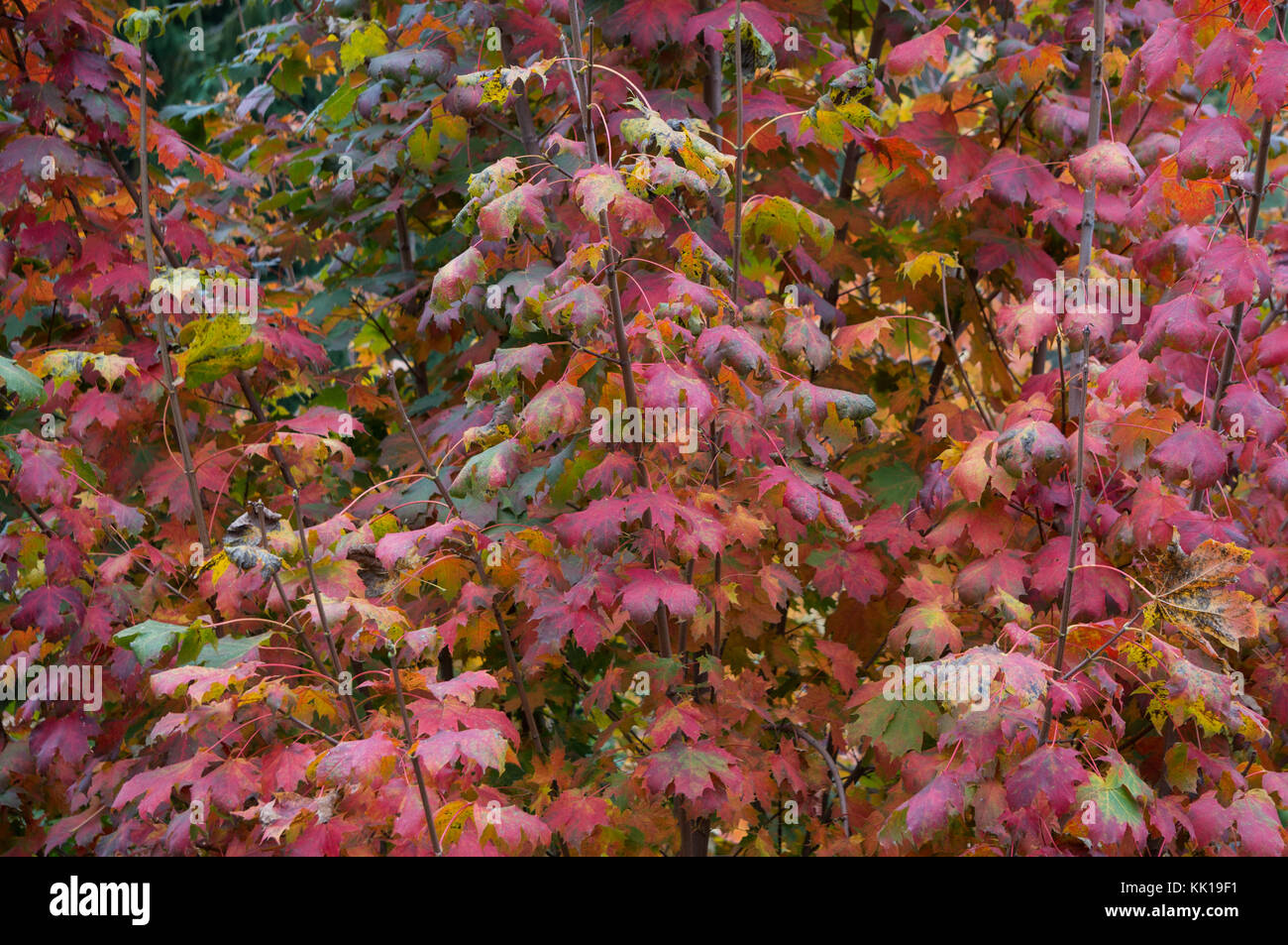 Leaves of different variation of autumn colors Stock Photo - Alamy