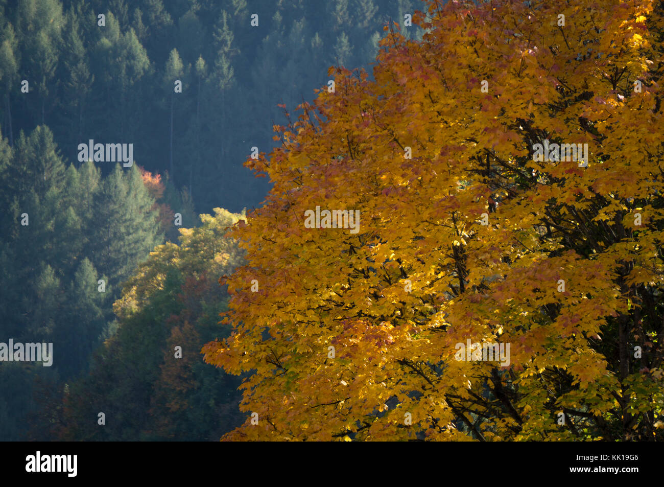 Beautiful yellow leaves on a tree Stock Photo - Alamy