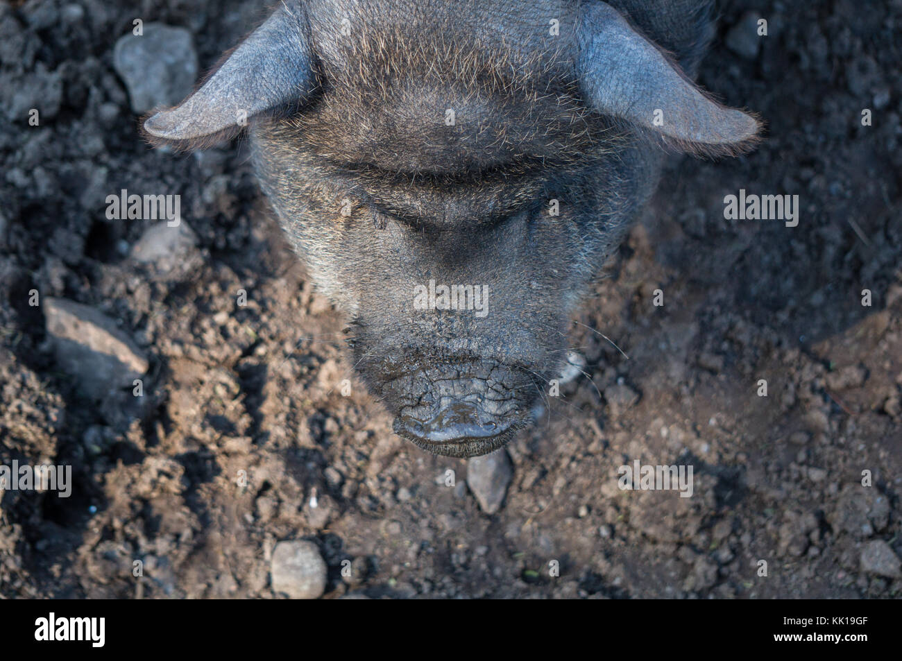 Black hog dead from above Stock Photo - Alamy