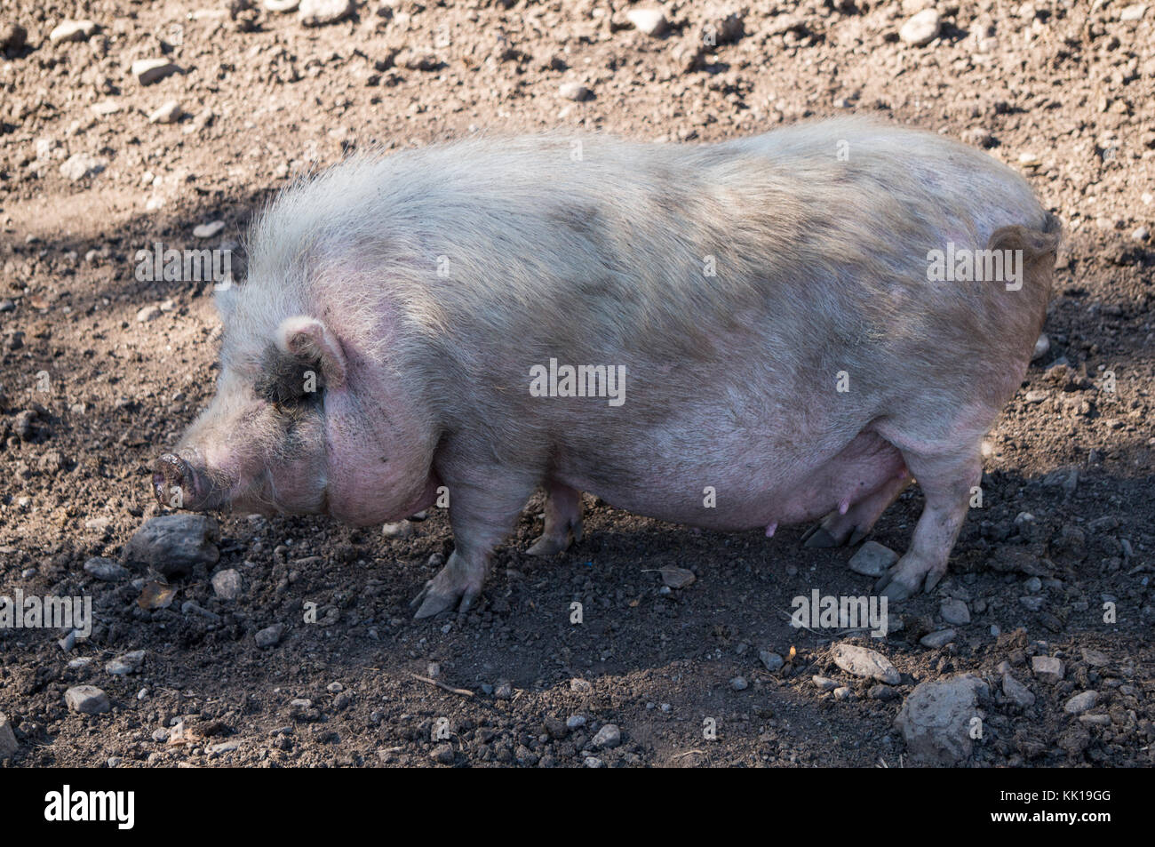 Fat, white piggy on a farm Stock Photo - Alamy