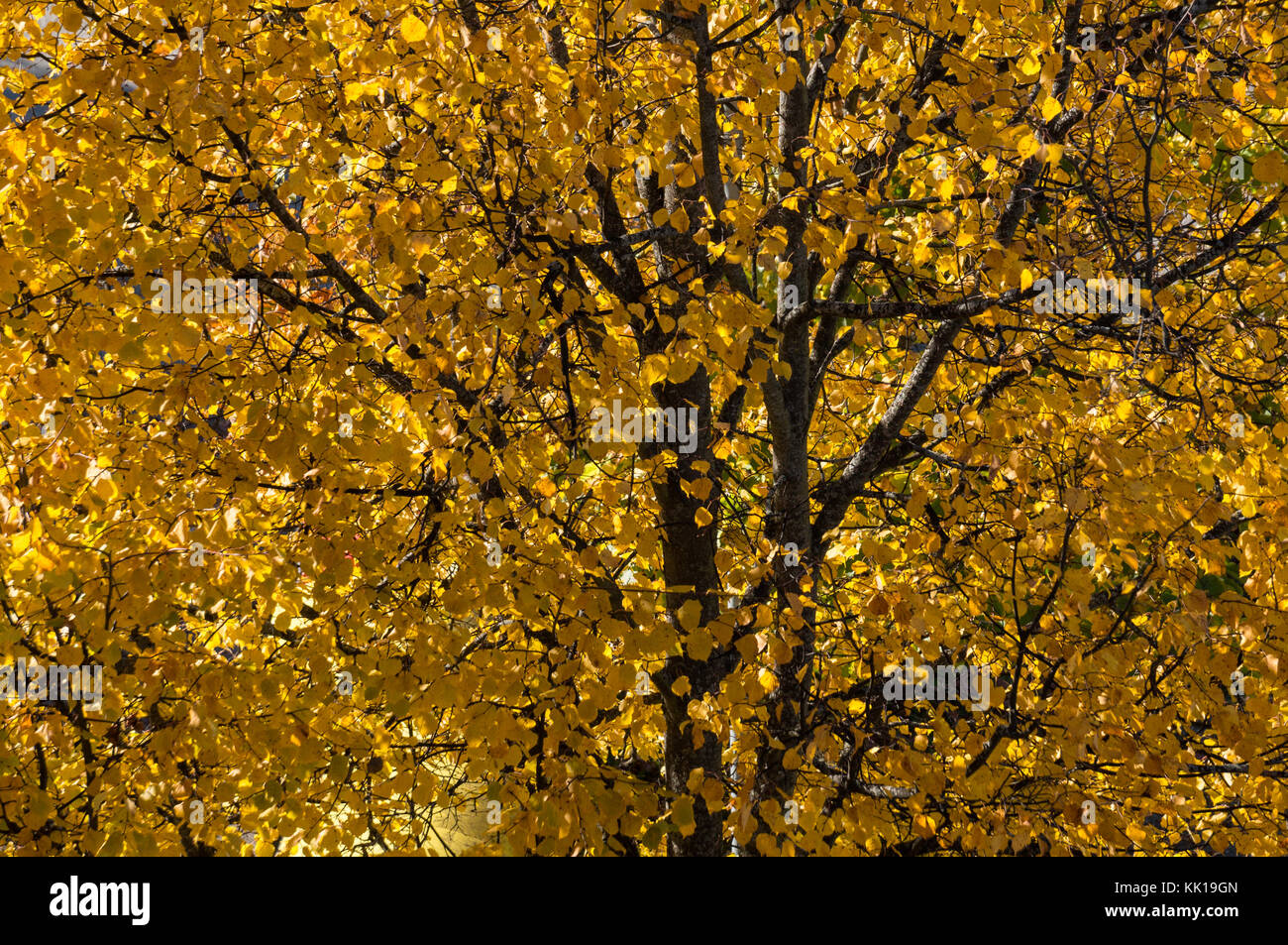 Tree with beautiful yellow, autumn foliage Stock Photo - Alamy