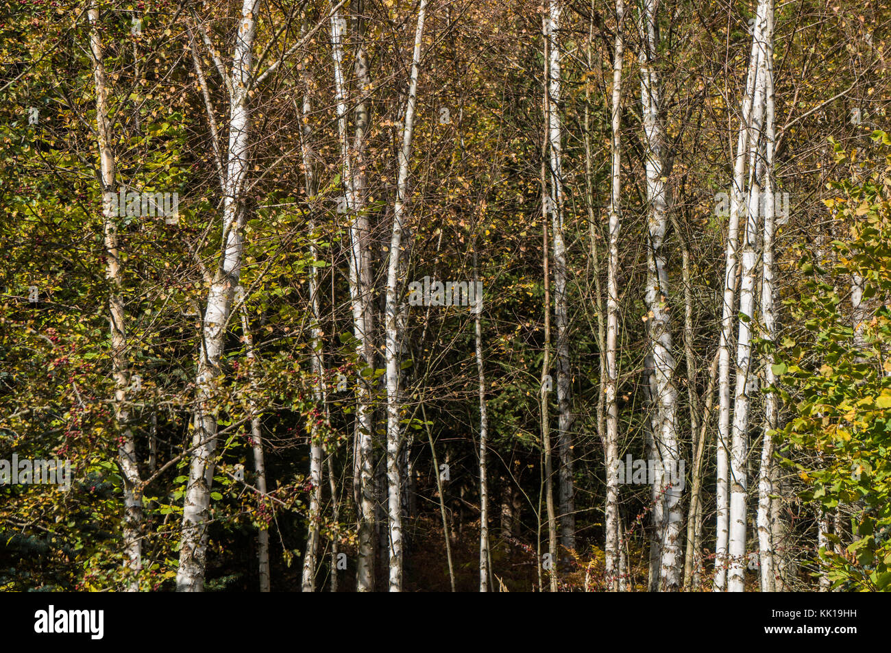 Southern taiga hi-res stock photography and images - Alamy