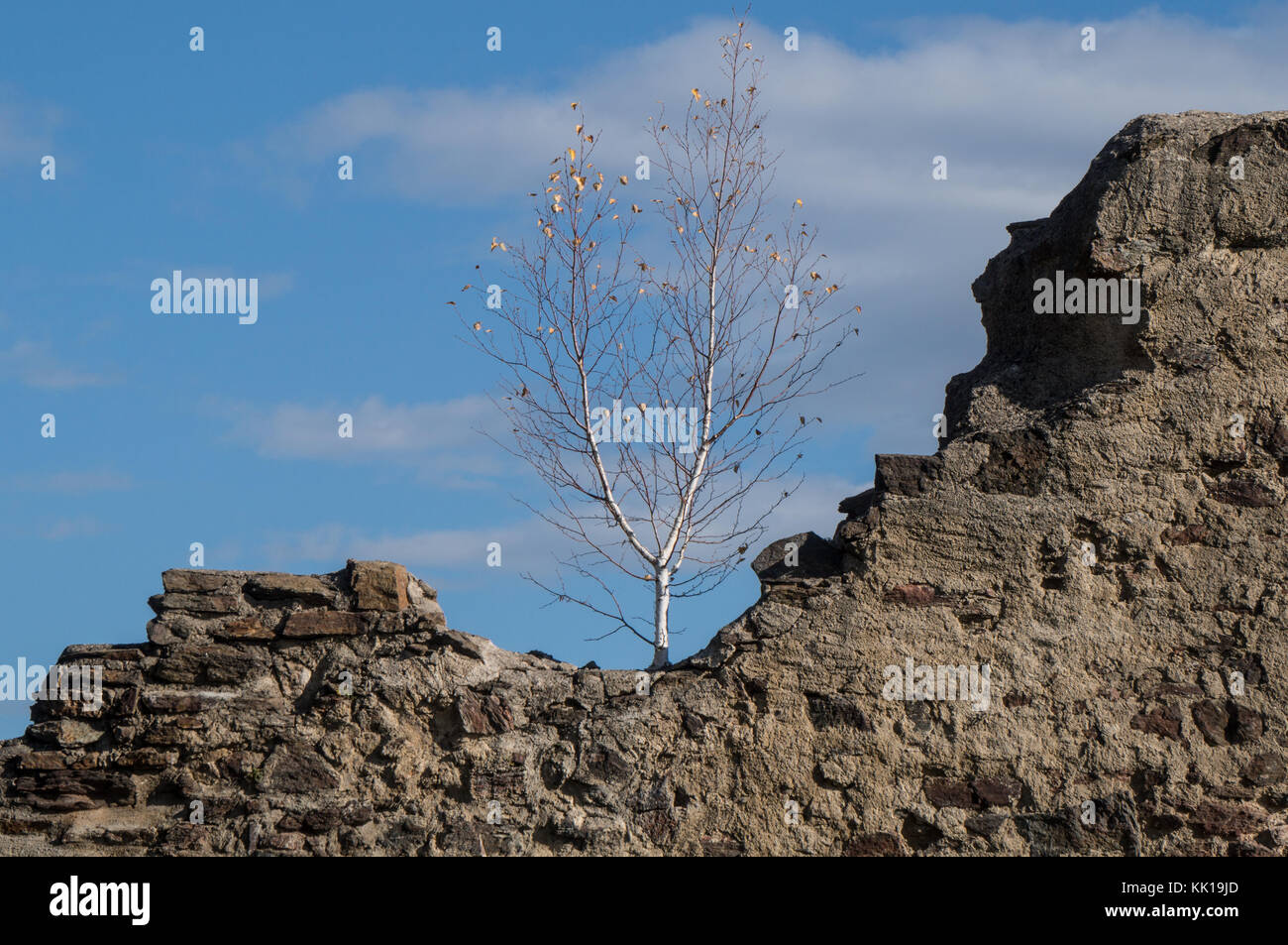 Birch tree growing on top of the ruins of a medieval castle Stock Photo ...