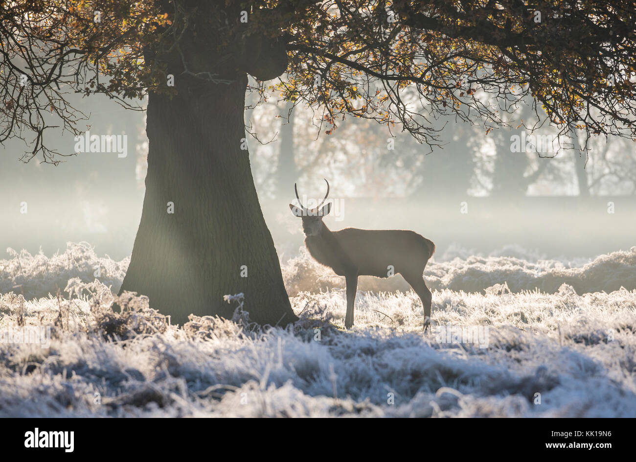 On a cold frosty morning, A Red Deer stag is standing next to an oak ...