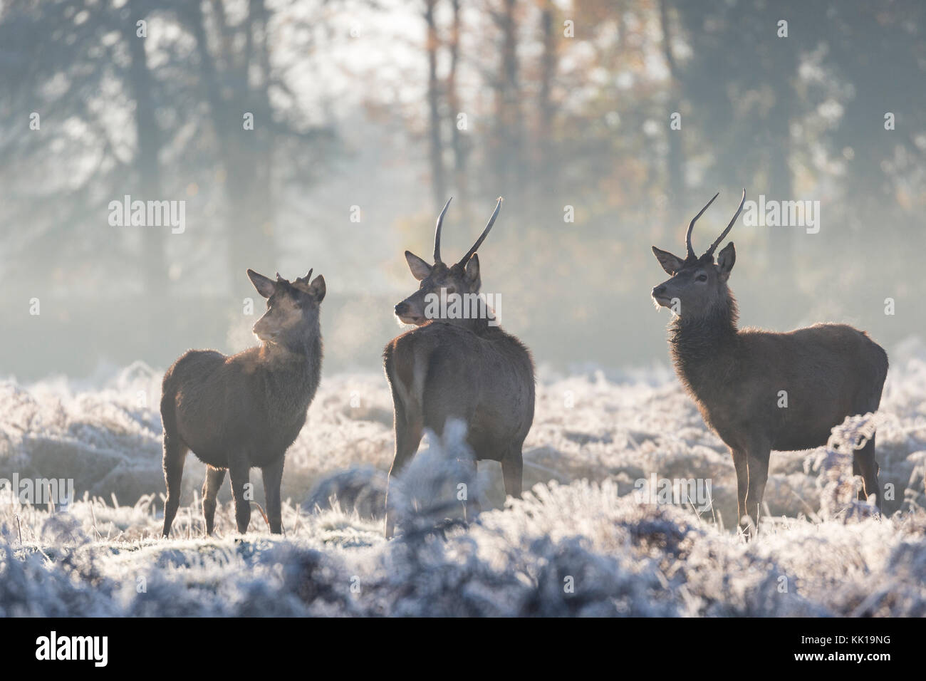 Three stags silhouette hi-res stock photography and images - Alamy