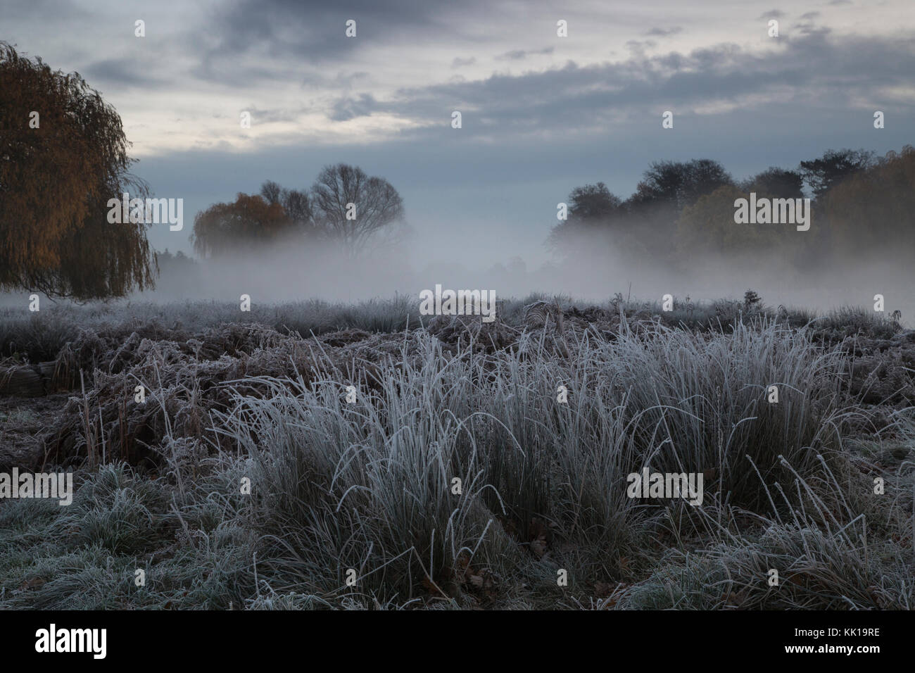A cold frosty morning at dawn in Bushy Park, London, UK. A blanket of ...
