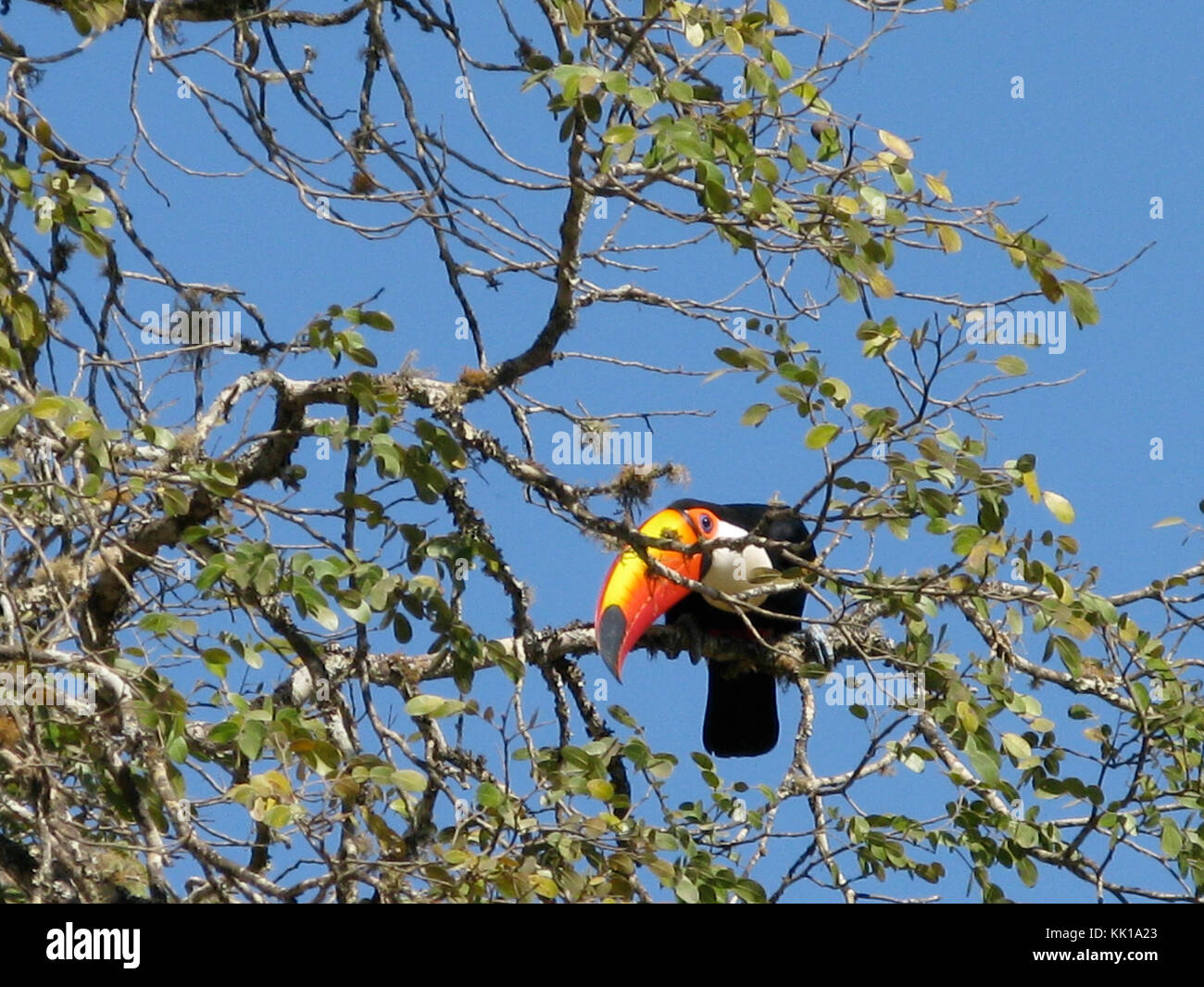 Tucano brazil hi-res stock photography and images - Alamy