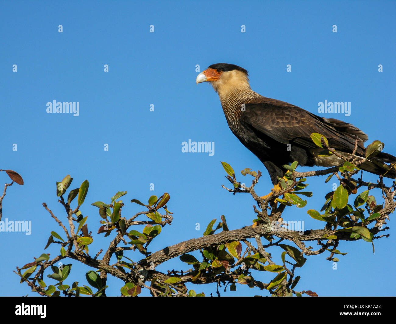 Carcara hi-res stock photography and images - Alamy