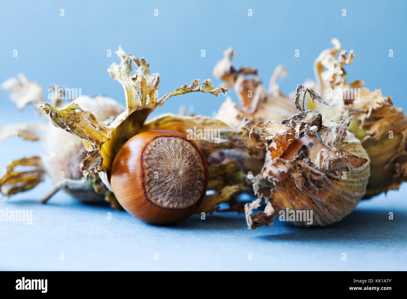 Cobnuts corylus avellana cobnut hi-res stock photography and images - Alamy